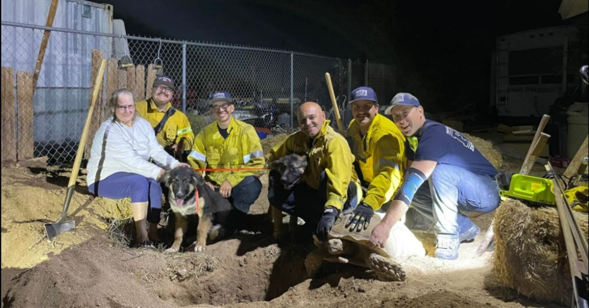 Firefighters Called To Rescue Puppies After Giant Tortoise Holds Them ...