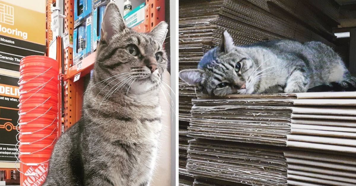Cat Has Lived Inside of Home Depot for 6+ Years