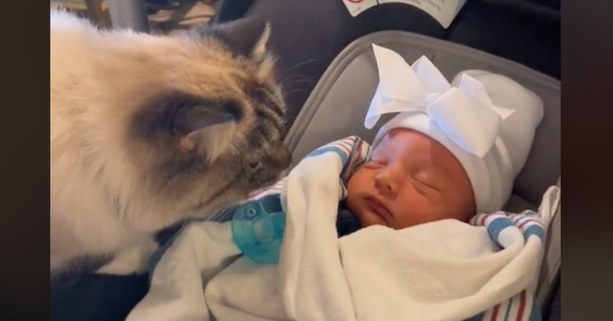 "Jealous" Family Cat "Protests" Newborn's Arrival with Dramatic Display